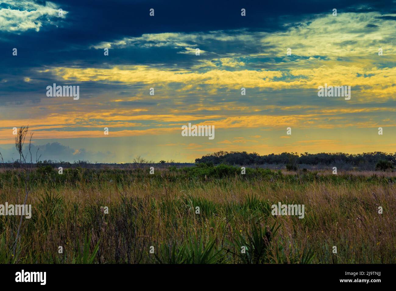 Kissimmee Prairie Preserve State Park, Florida Stock Photo - Alamy