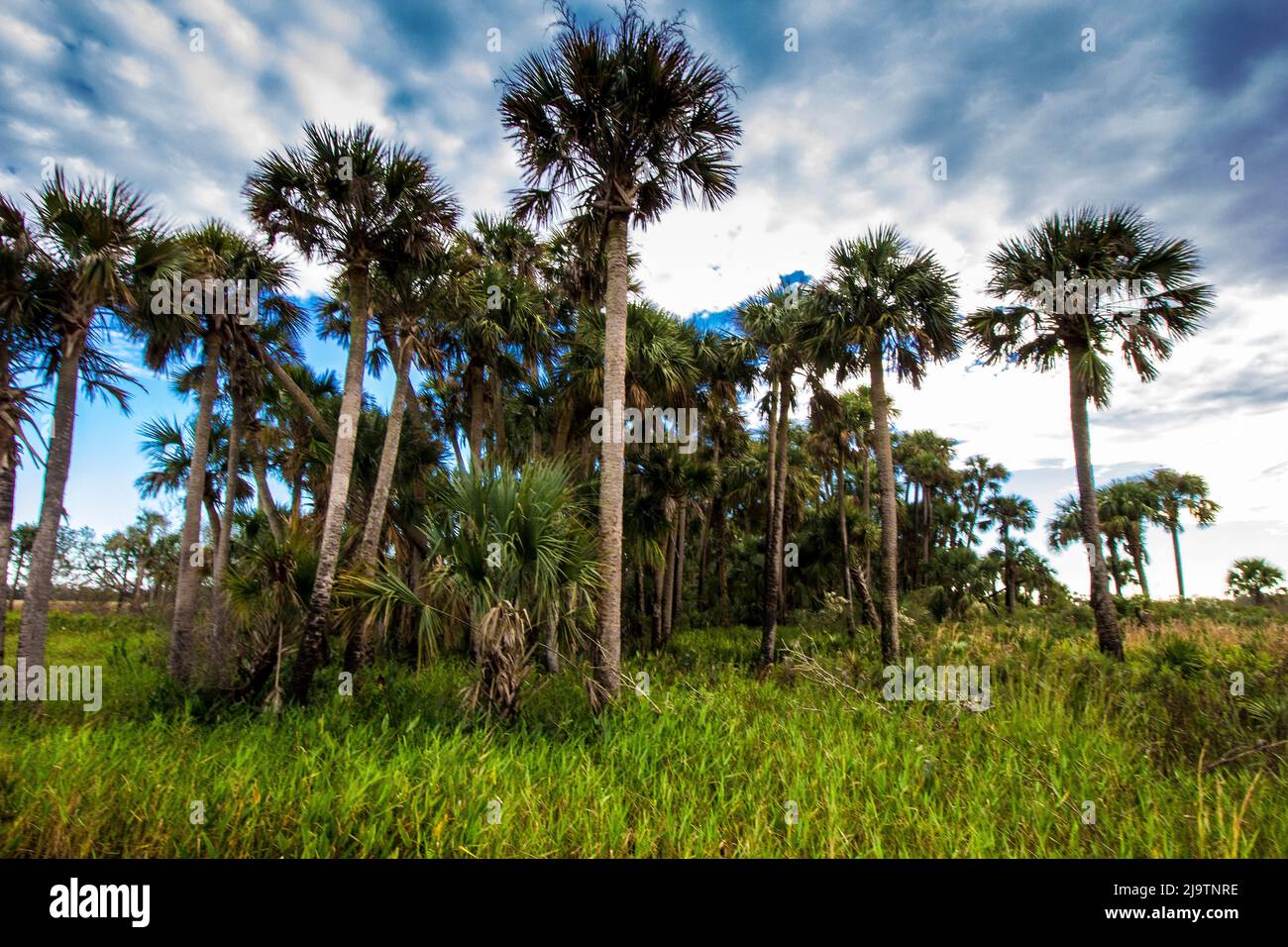 Kissimmee Prairie Preserve State Park, Florida Stock Photo - Alamy