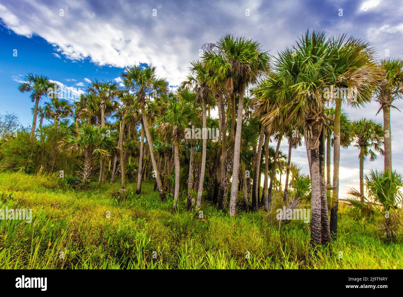 Kissimmee Prairie Preserve State Park, Florida Stock Photo - Alamy