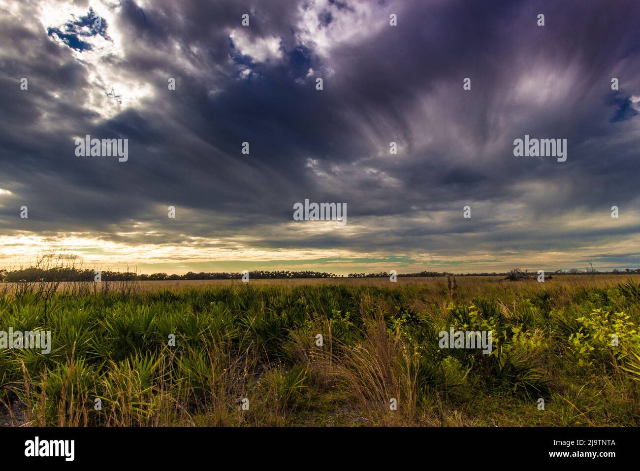 Kissimmee Prairie Preserve State Park, Florida Stock Photo - Alamy