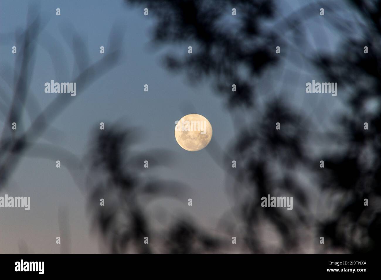 full moon between tree branches, seen from the top of a hill in the ...