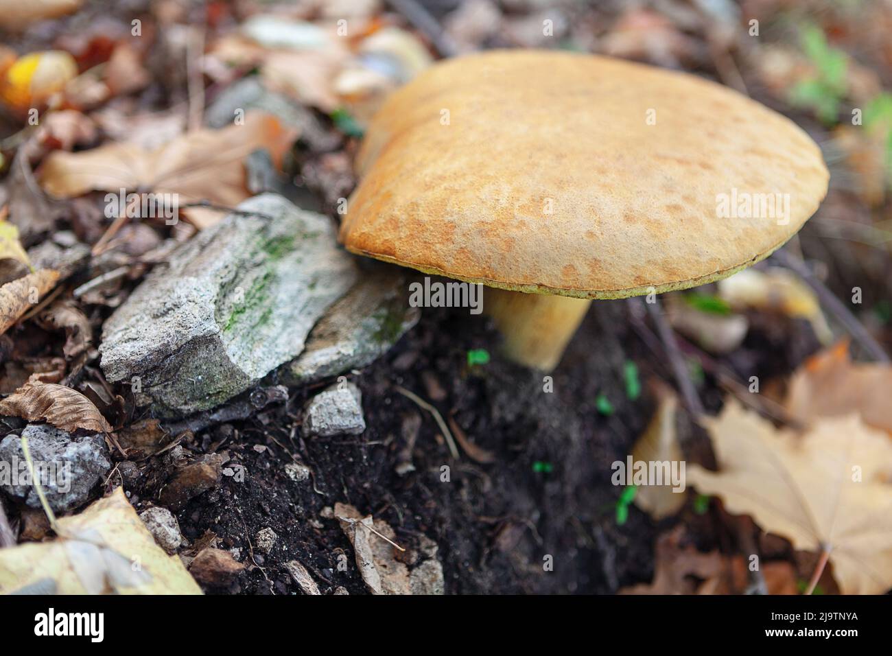 Suillus luteus growing in the forest . Slippery Jack Bolete Fungus ...
