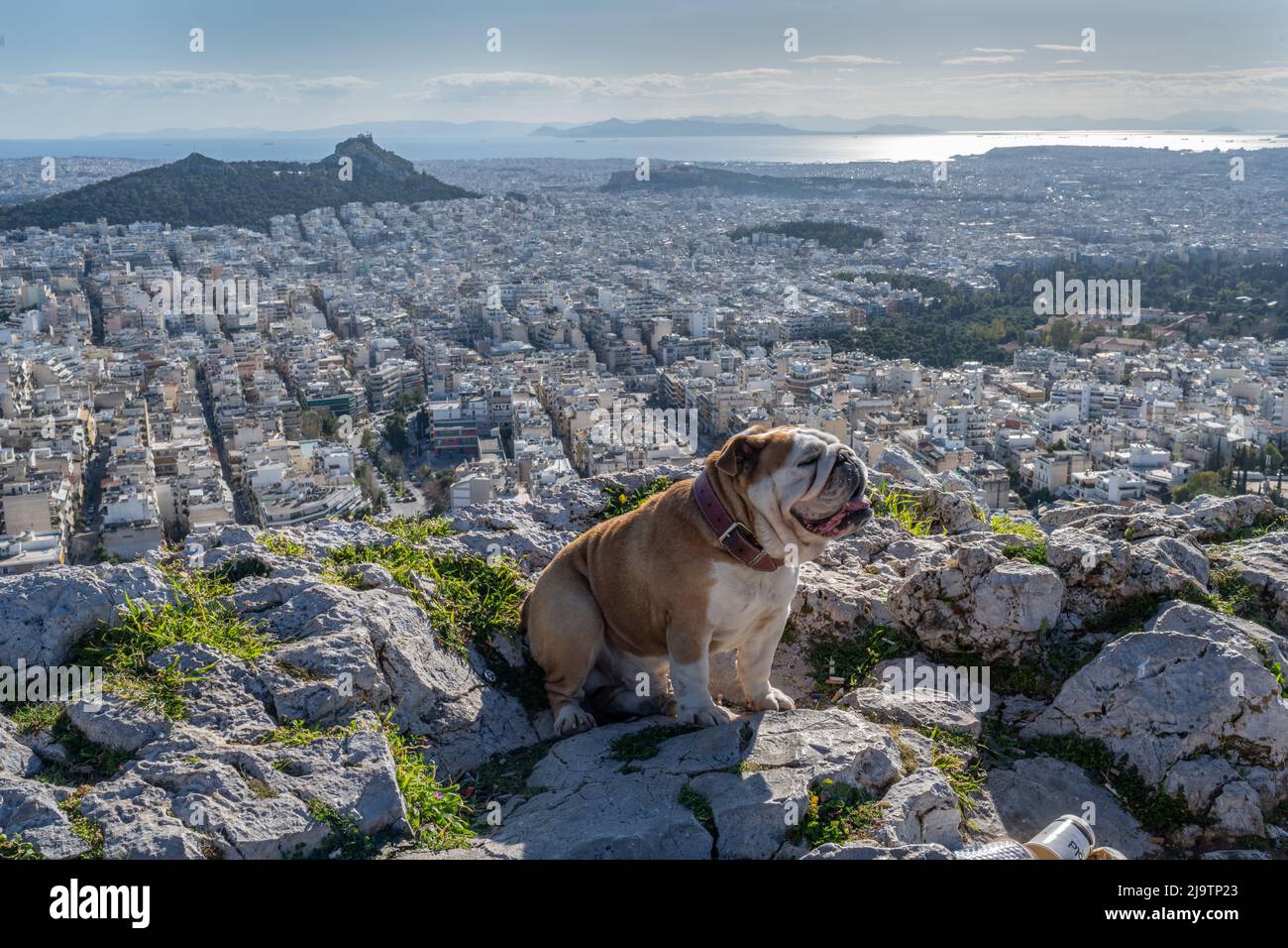 Parthenon dog hi-res stock photography and images - Alamy