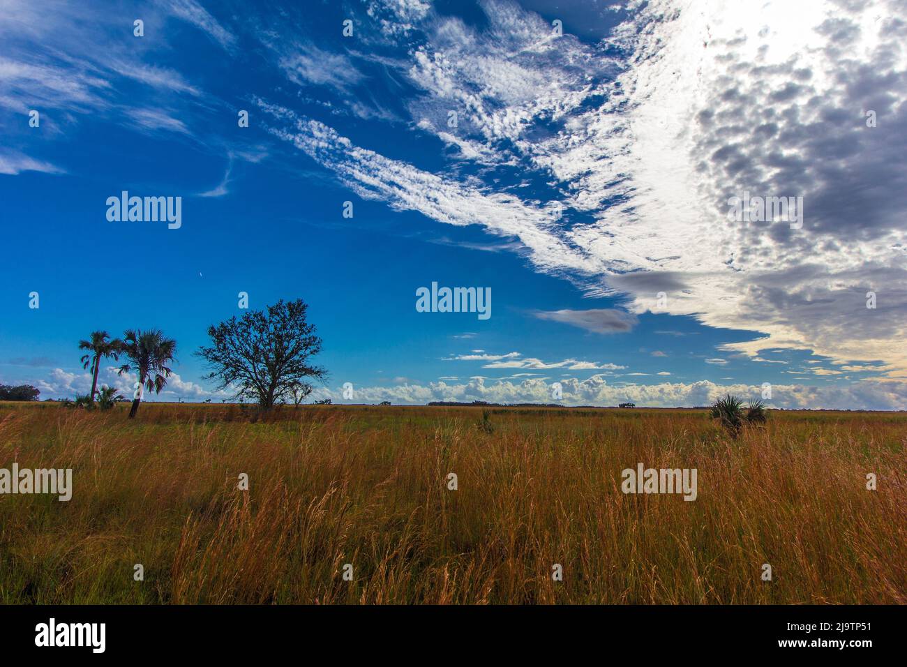 Kissimmee Prairie Preserve State Park, Florida Stock Photo - Alamy