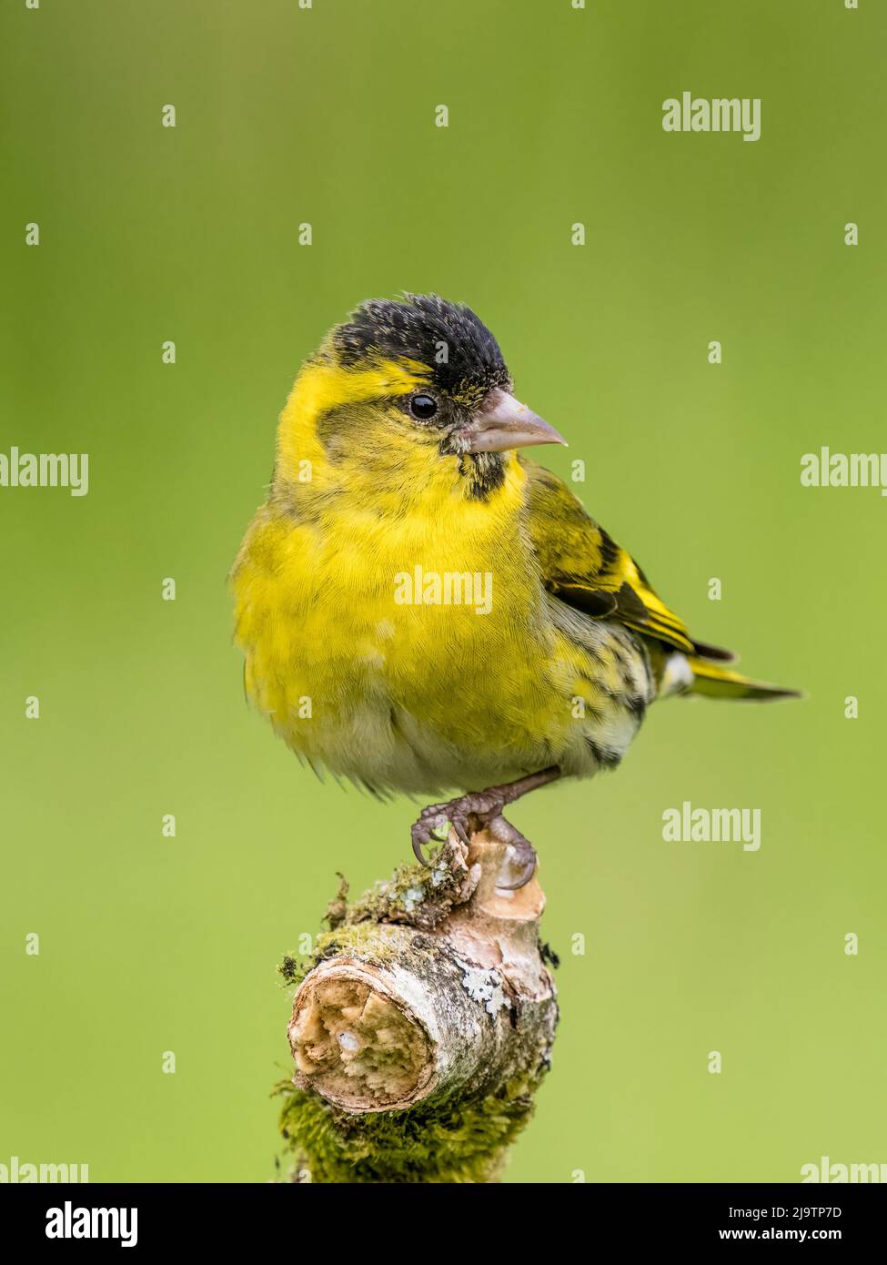 Siskin in spring sunshine in mid Wales Stock Photo - Alamy