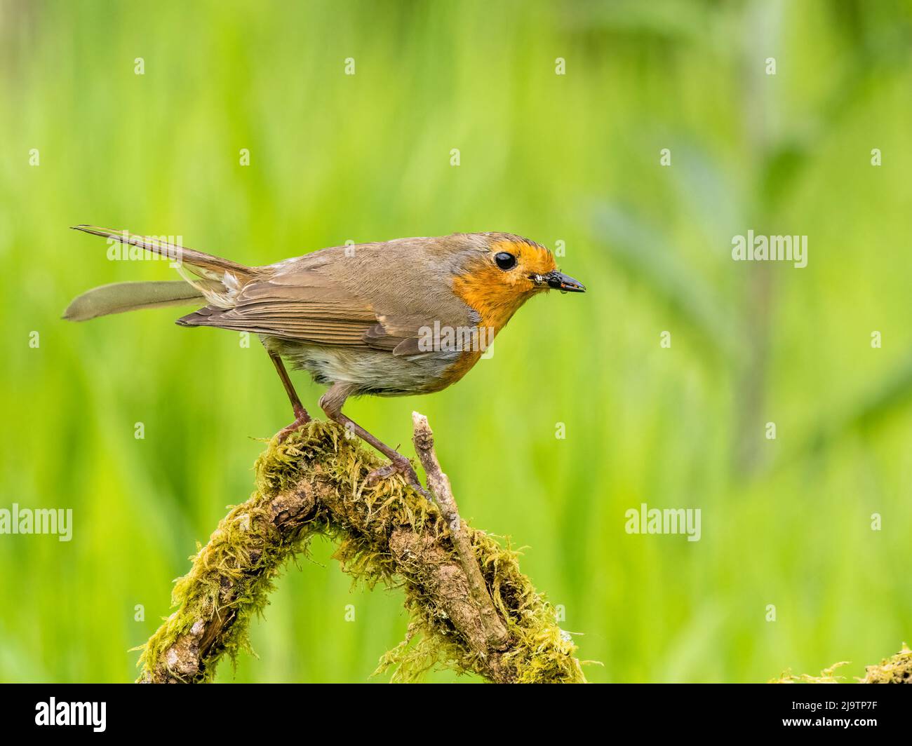 Robin redbreast in spring sunshine uk hi-res stock photography and ...