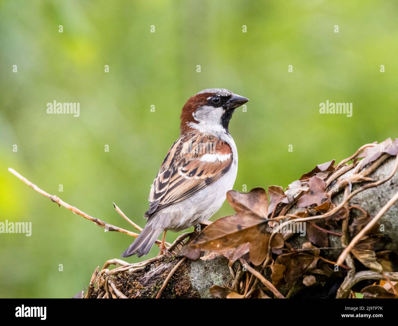 House sparrow in spring sunshine in mid Wales Stock Photo - Alamy