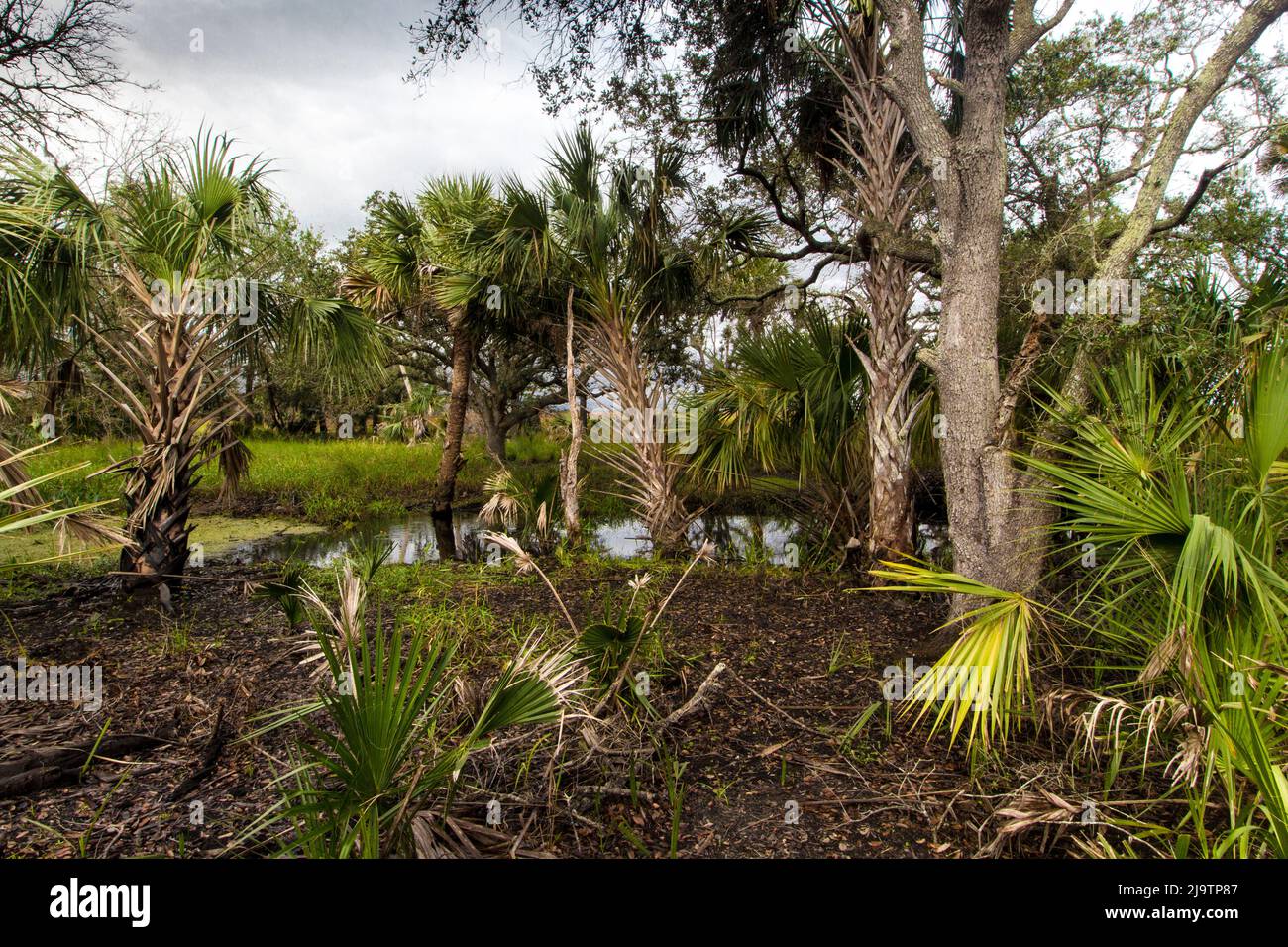 Kissimmee Prairie Preserve State Park, Florida Stock Photo - Alamy