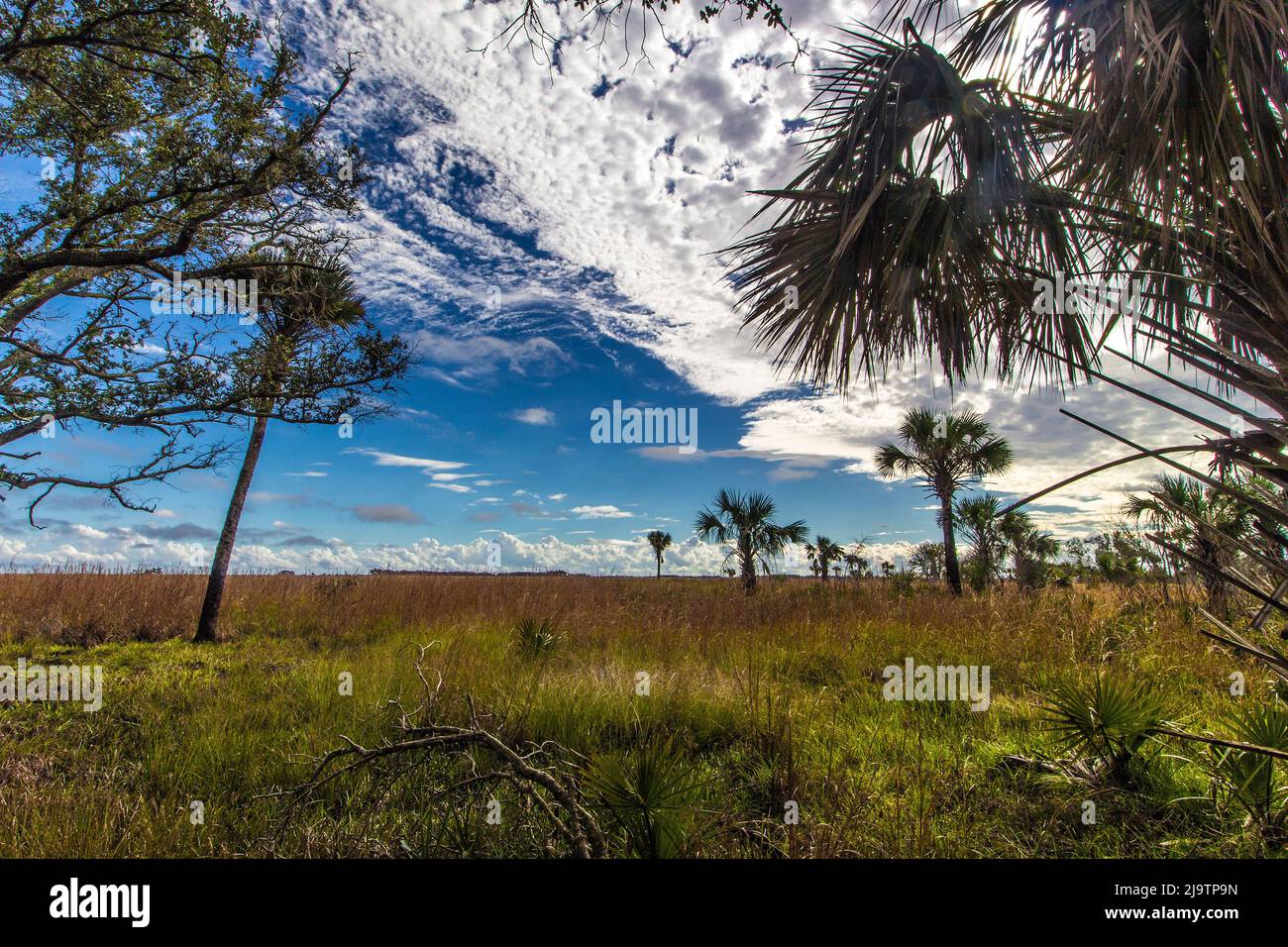 Kissimmee Prairie Preserve State Park, Florida Stock Photo - Alamy