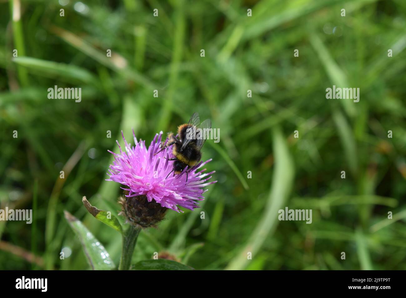 Scottish bumblebee hi-res stock photography and images - Alamy