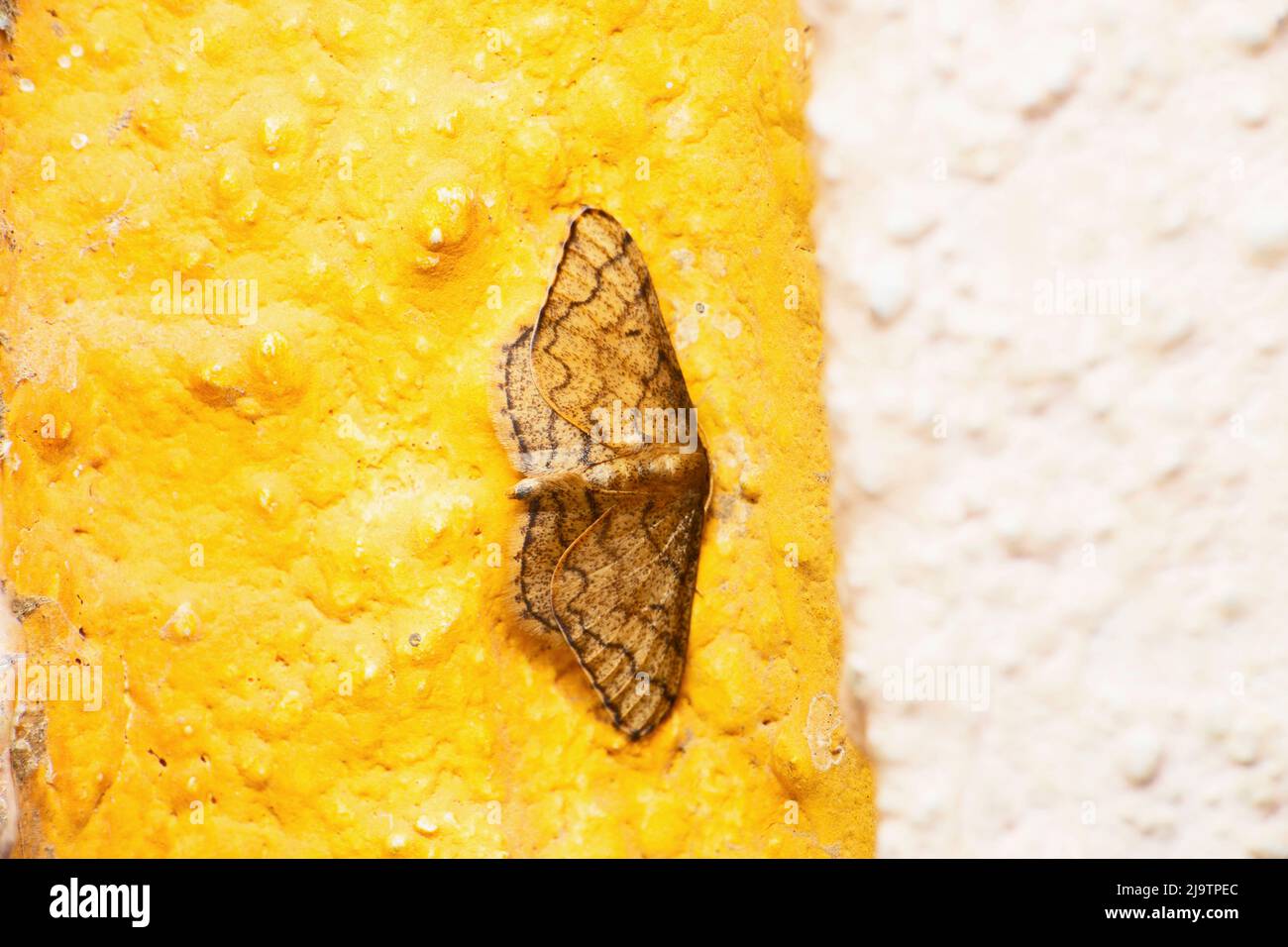 Burmese Engrailed Moth, Ectropis bhurmitra, Satara, Maharashtra, India ...