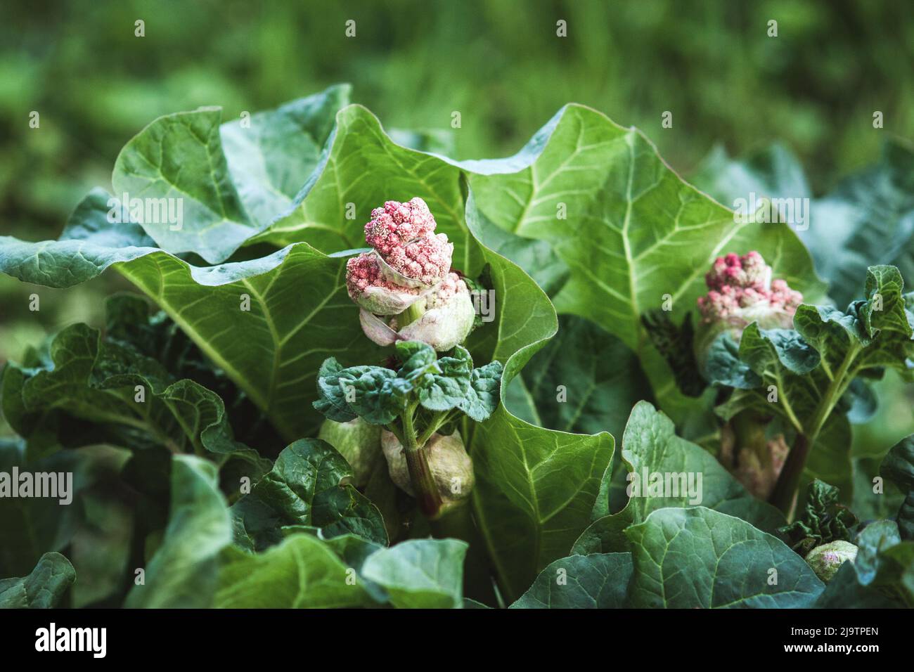 Himalayan rhubarb, Indian rhubarb plant flowering in garden, Rheum ...