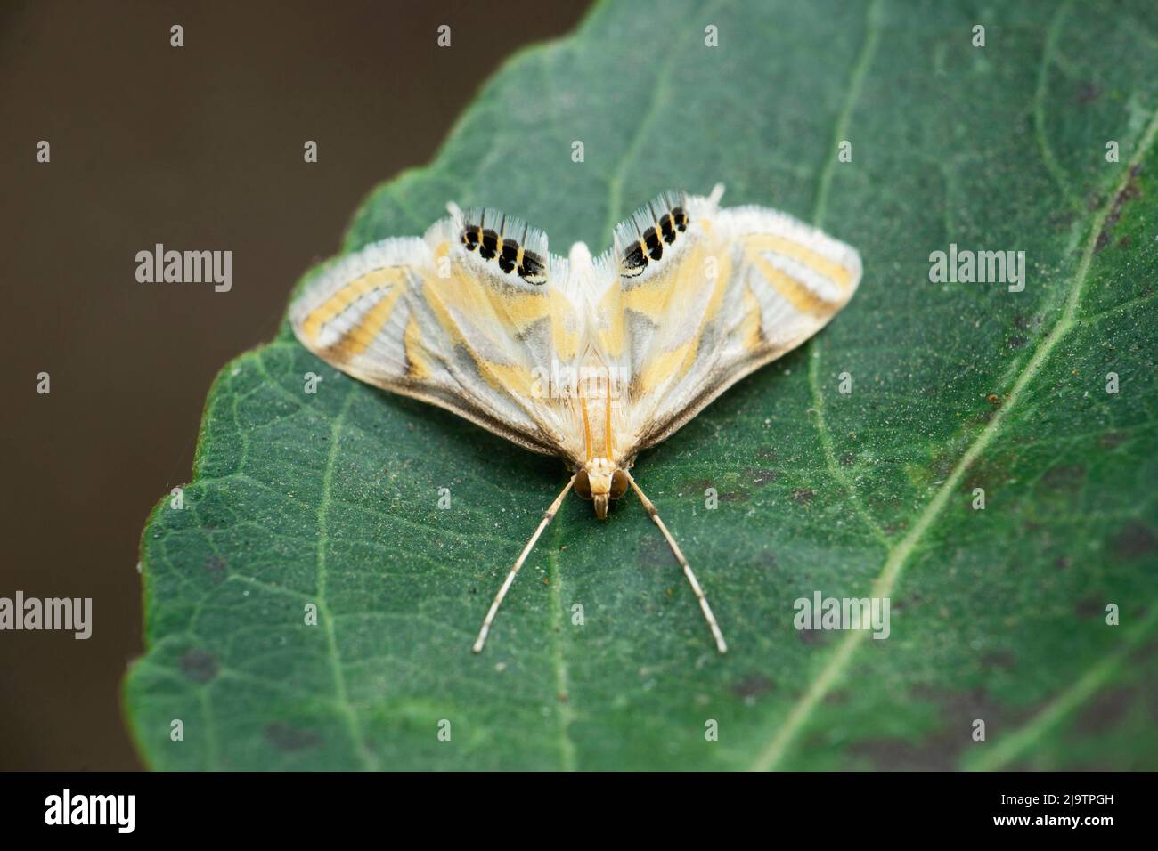 Cotton Bollworm Moth , Helicoverpa armigera, Satara, Maharashtra, India ...