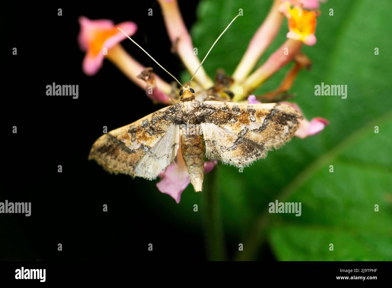 Nutmeg Moth, Anarta trifolii, Satara, Maharashtra, India Stock Photo ...
