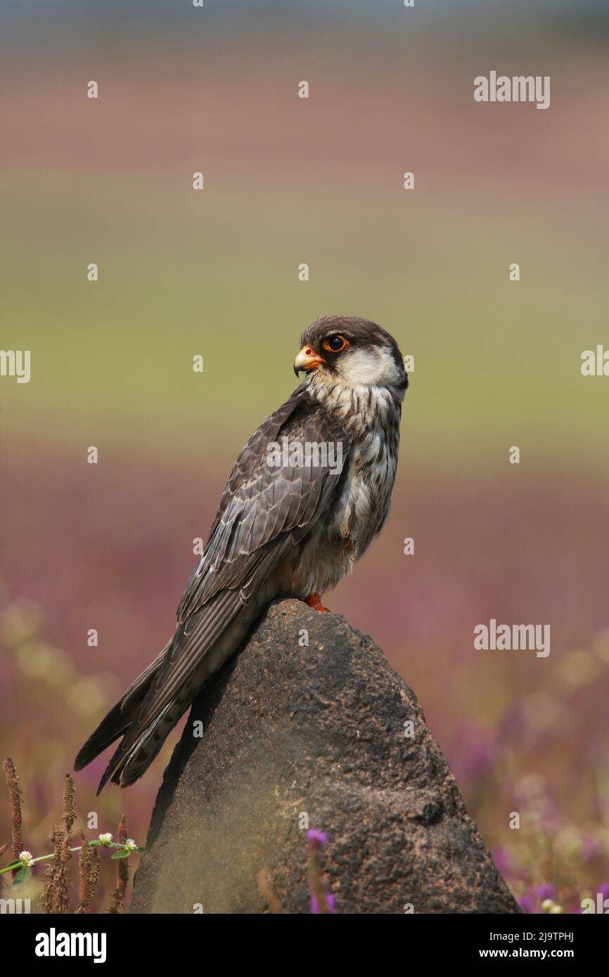 Amur falcon, Falco amurensis, Lonavala, India Stock Photo - Alamy