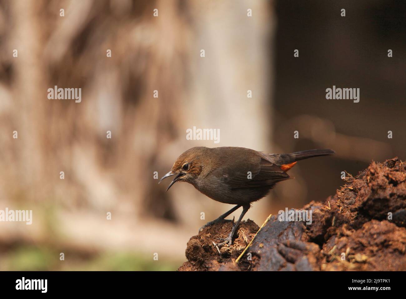Indian robin, Female, Copsychus fulicatus, Satara, Maharashtra, India ...