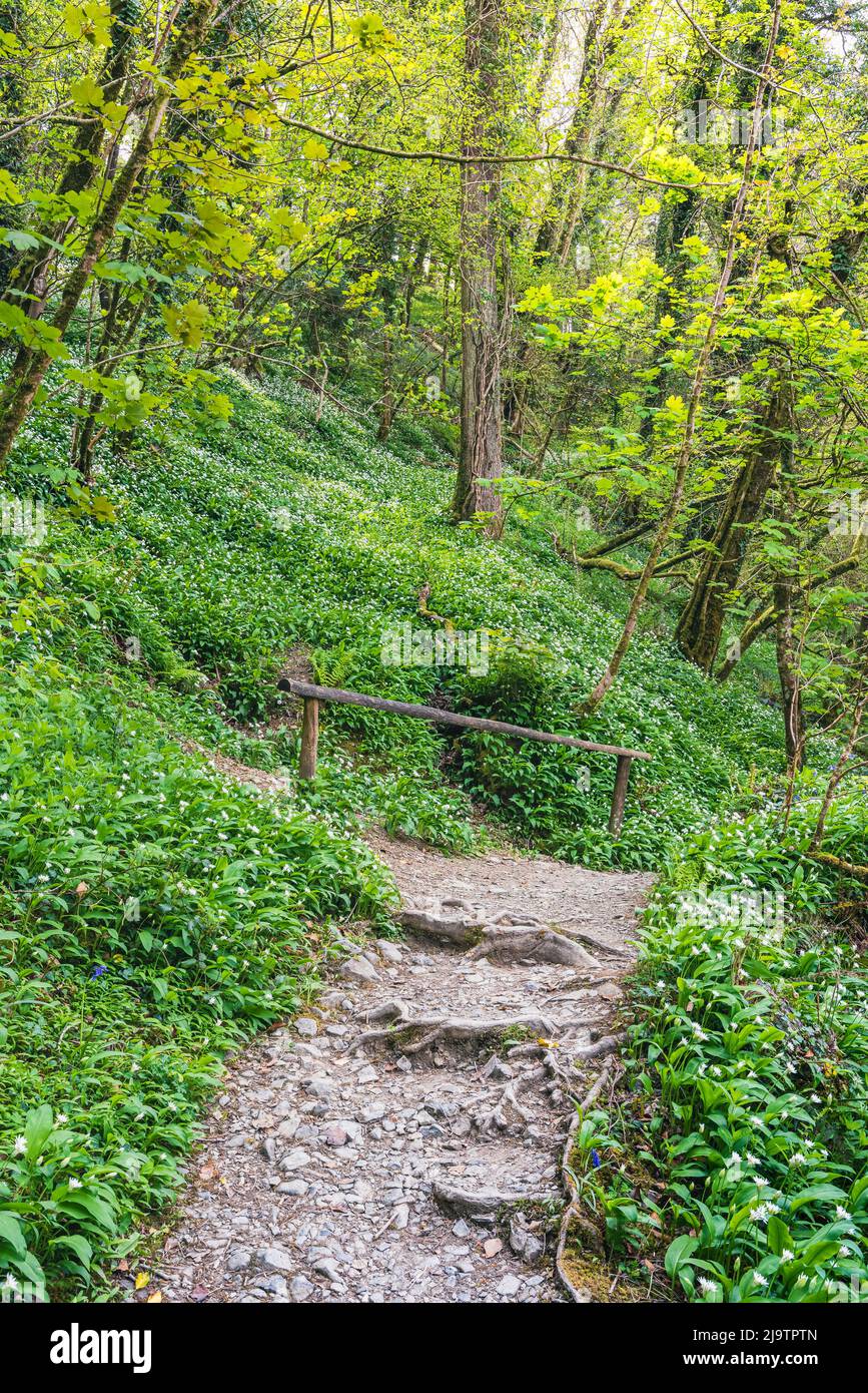 Wild Garlic, Allium ursinum over the stream Stock Photo - Alamy