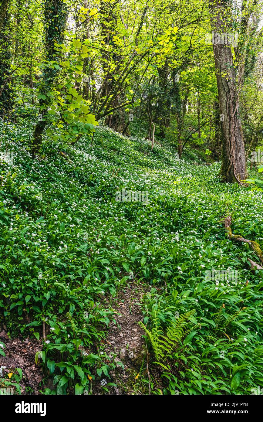 Wild Garlic, Allium ursinum over the stream Stock Photo - Alamy