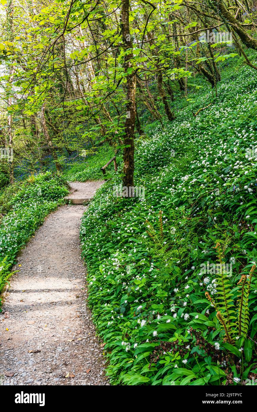 River wild garlic england hi-res stock photography and images - Alamy