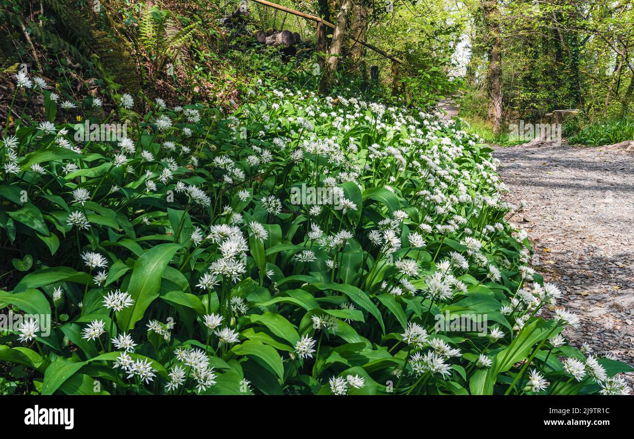 Wild Garlic, Allium ursinum over the stream Stock Photo - Alamy