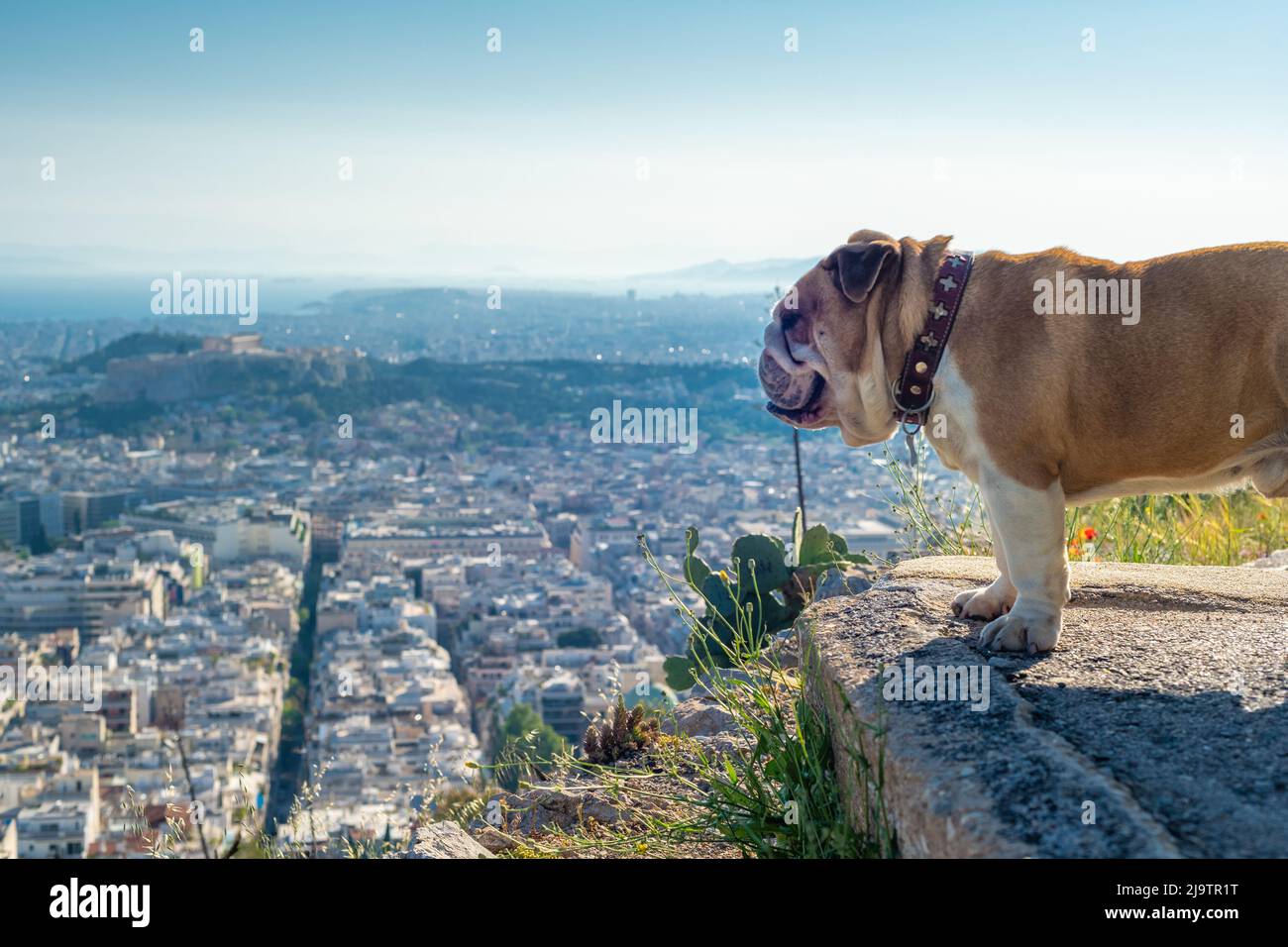 A bulldog in Athens Stock Photo - Alamy