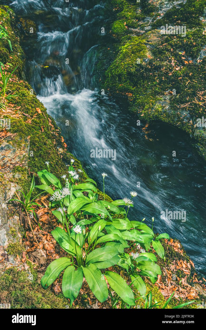 Wild Garlic, Allium ursinum over the stream Stock Photo - Alamy