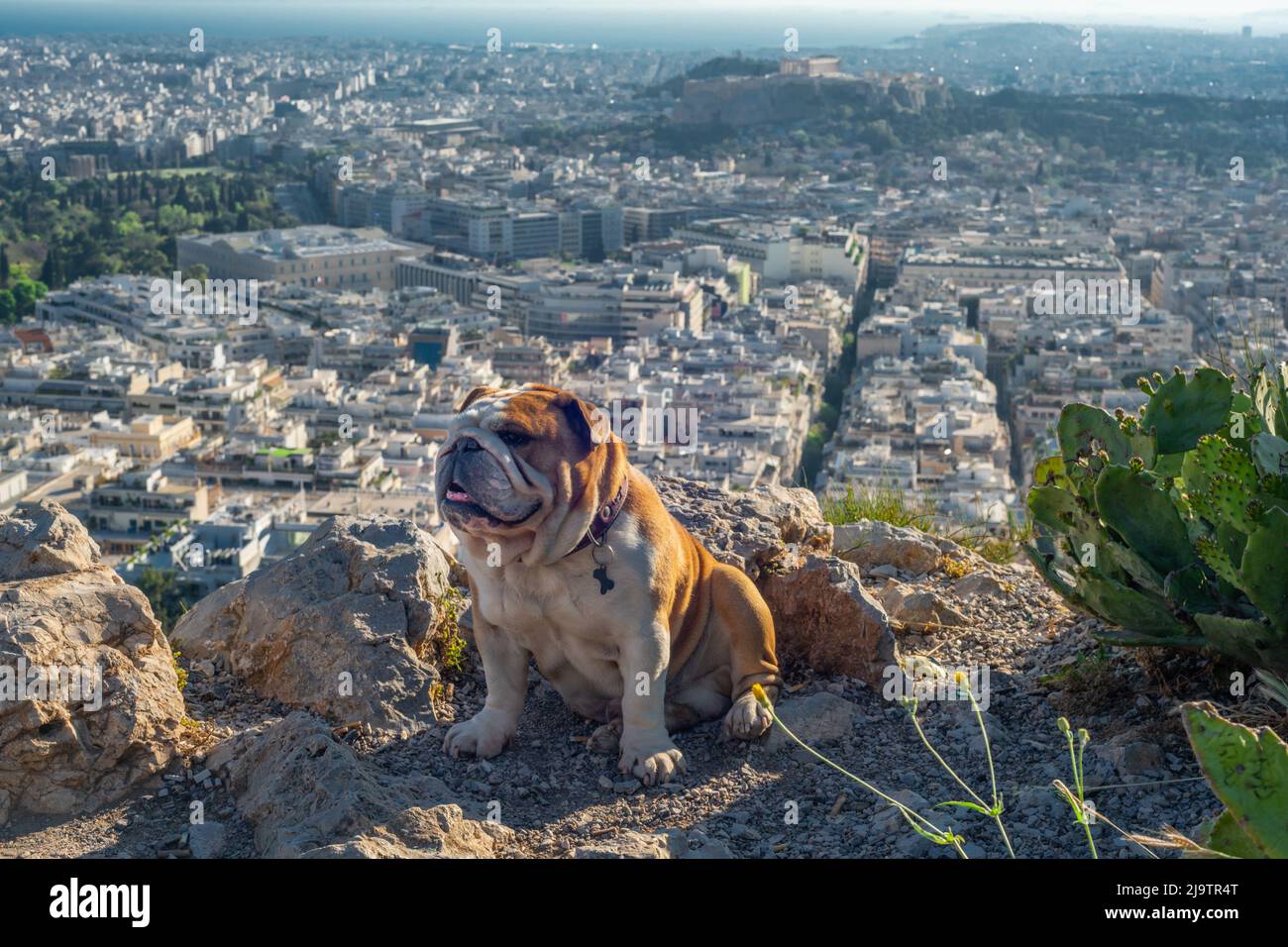 A bulldog in Athens Stock Photo - Alamy
