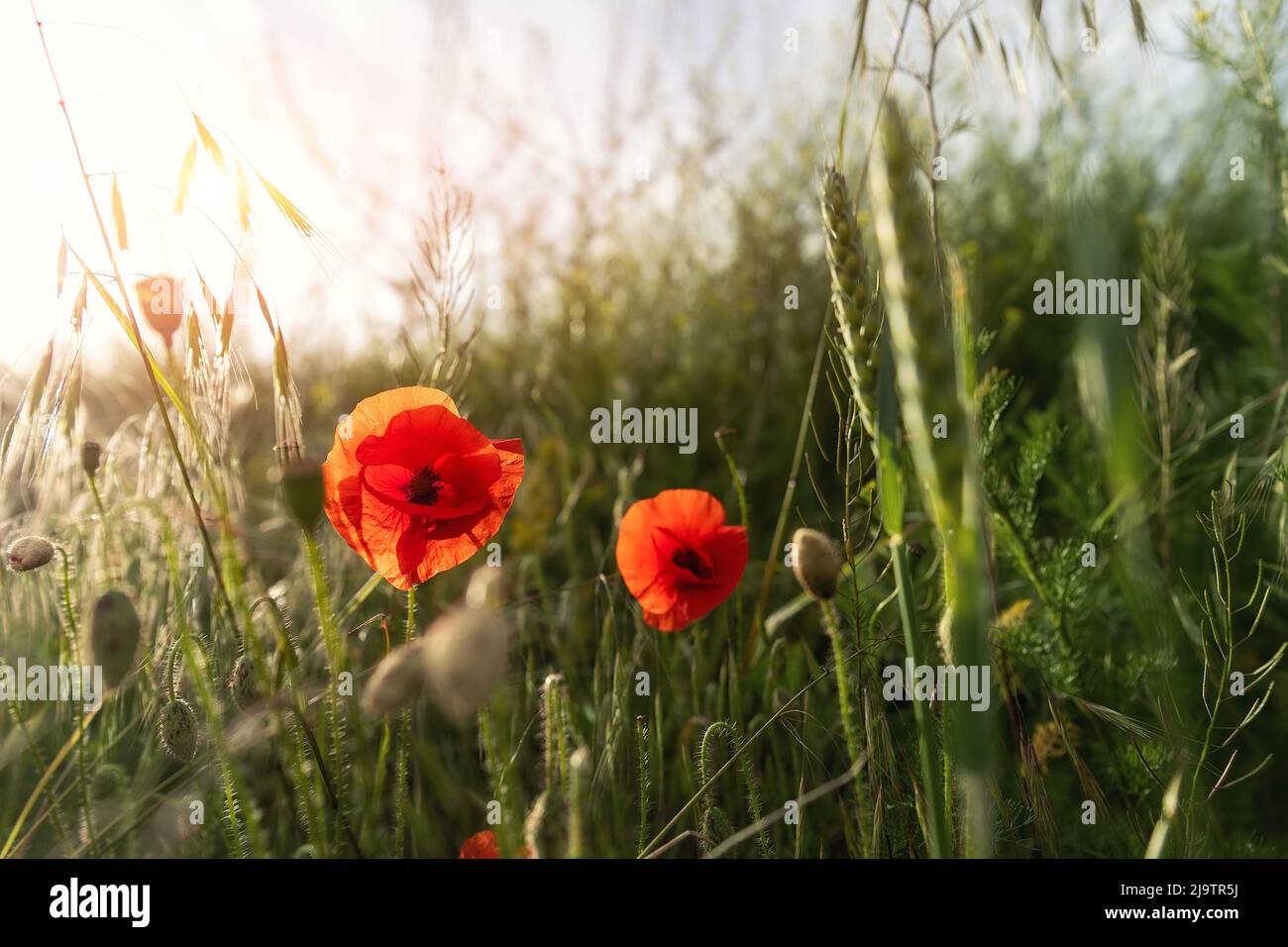 Beautiful landscape view of bright red blossoming poppy flowers on ...