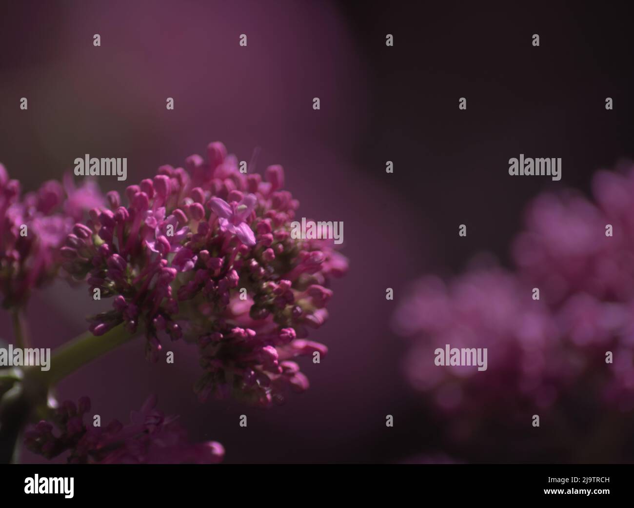 plants/vegetation in abstract soft focus backgrounds Stock Photo - Alamy