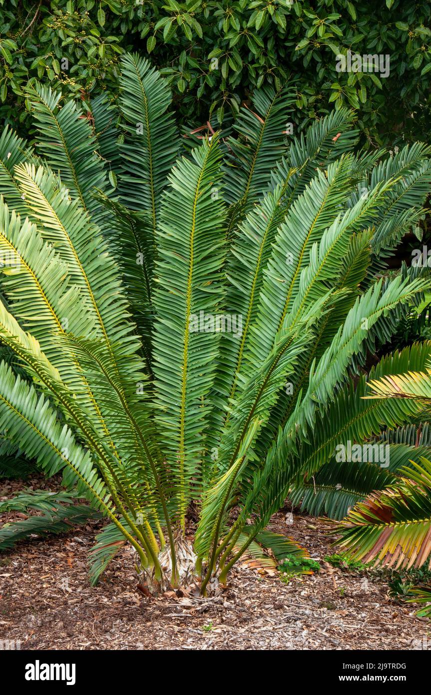 Sydney Australia, fronds of a critical endangered encephalartos ...