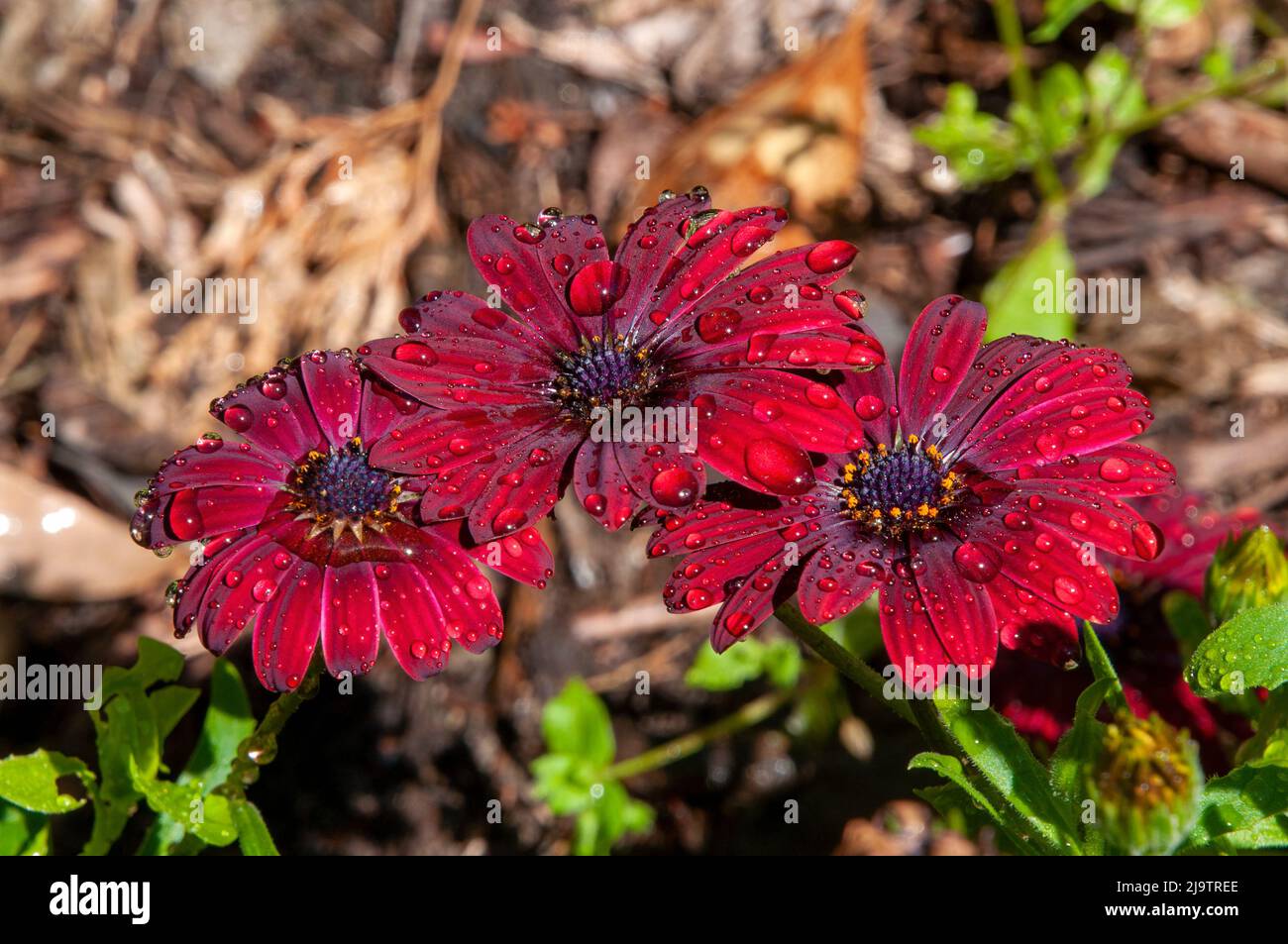 Sydney Australia, red flowers of osteospermum or african daisies with ...