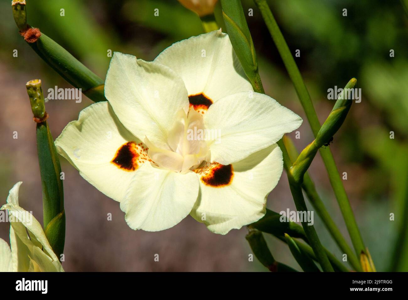 Creamy spots hi-res stock photography and images - Alamy