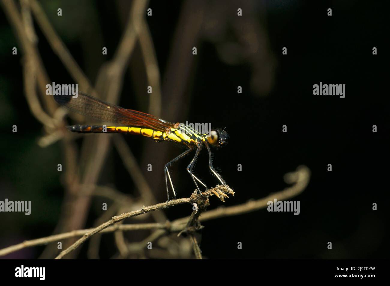 Black yellow dragonfly hi-res stock photography and images - Alamy