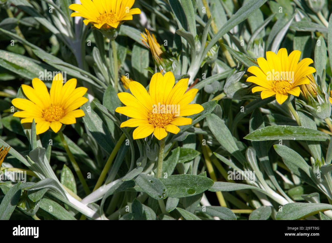 Sydney Australia, silver trailing gazania with bright yellow flowers ...