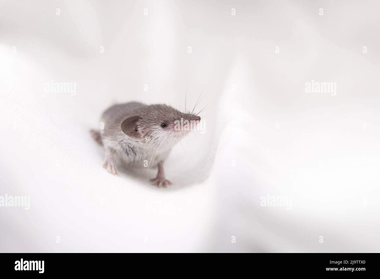 shrew on a white background looking to the side Stock Photo - Alamy