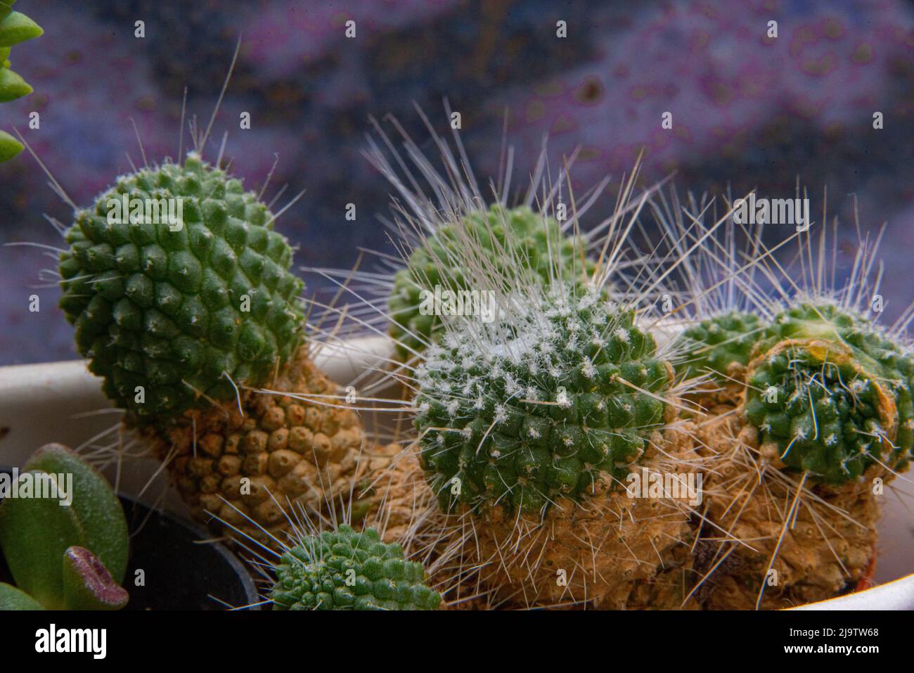 Small green cacti with long white filaments in earthen pots on a ...