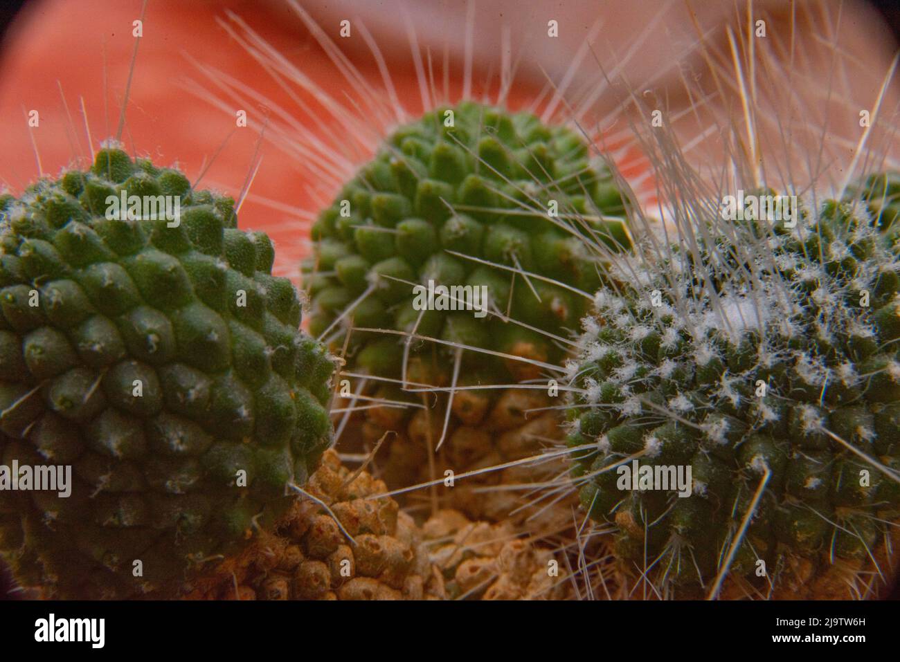 Small green cacti with long white filaments in earthen pots on a ...