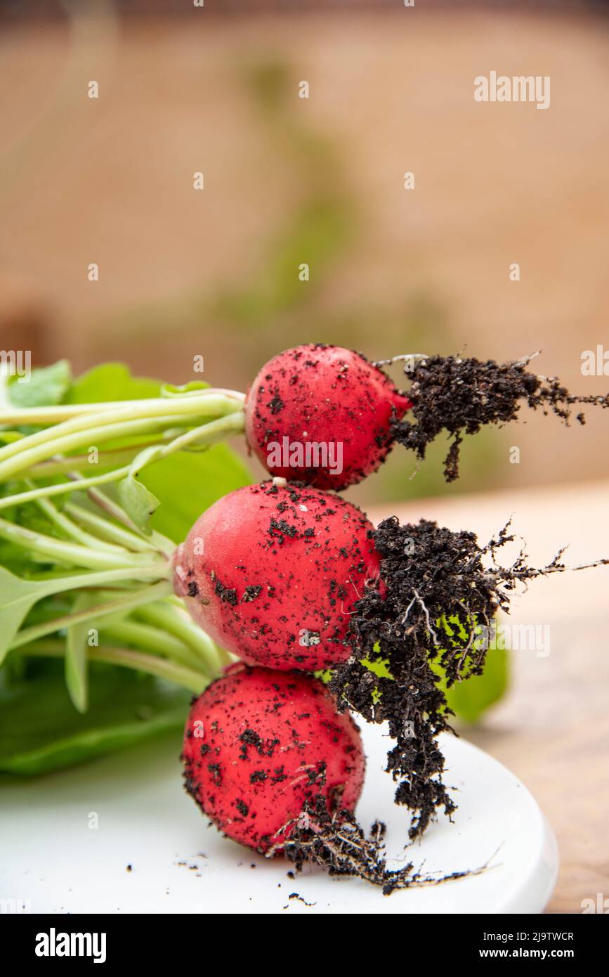 Freshly picked radishes from the garden still with remains of soil ...