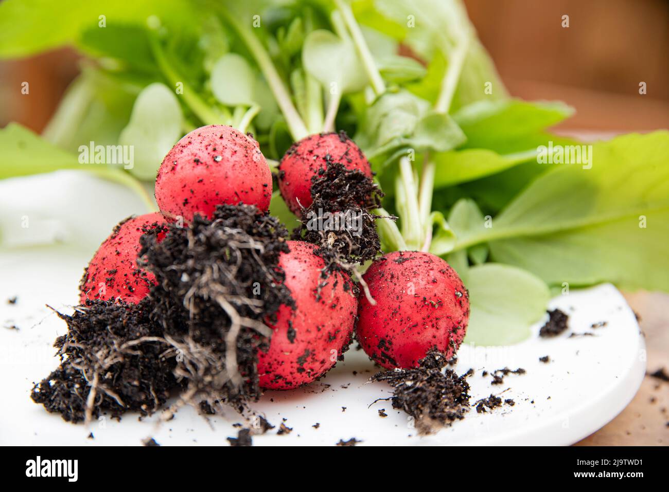 Freshly picked radishes from the garden still with remains of soil ...