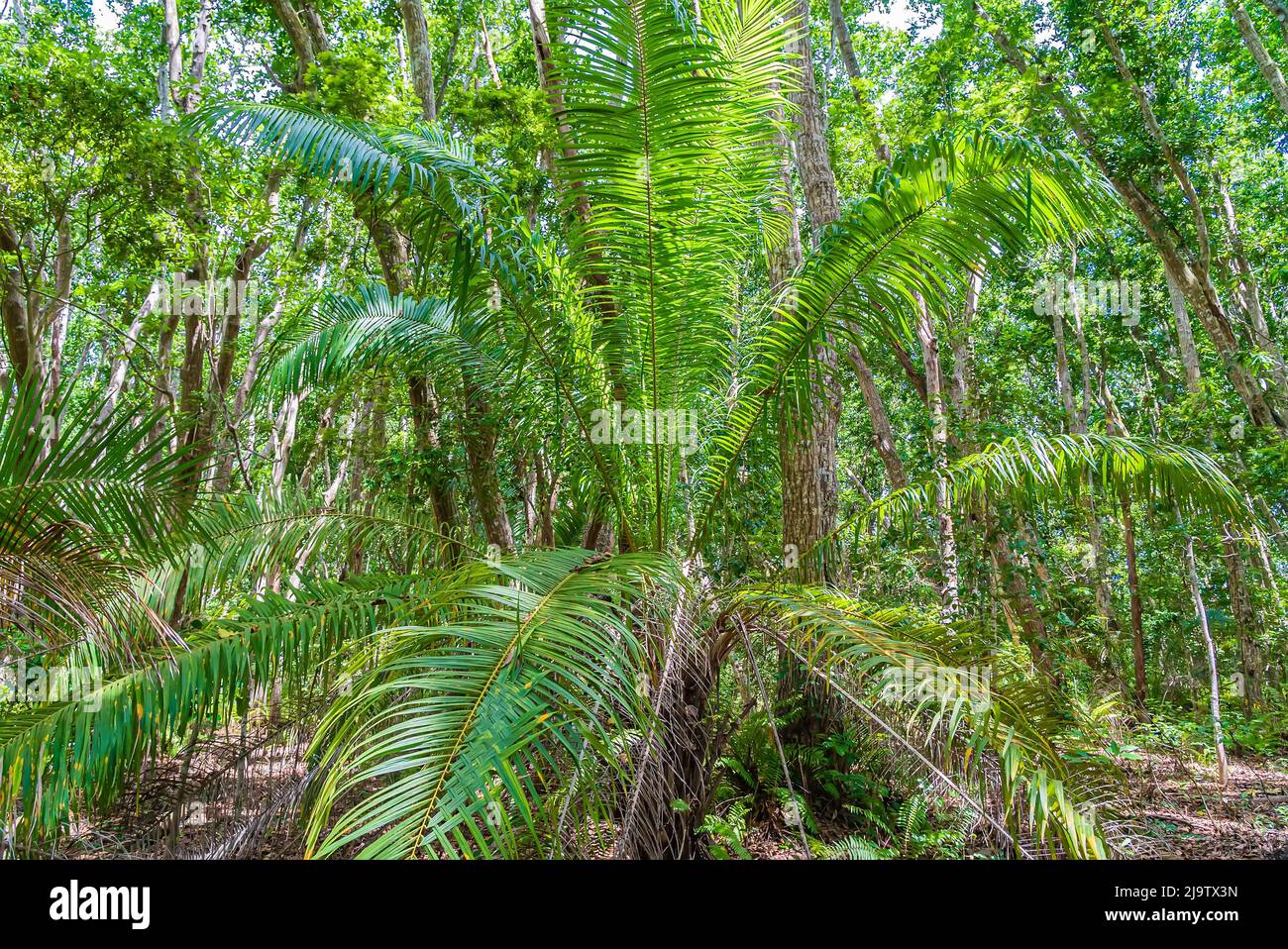 Zanzibar Jozani rain forest. Jozani-Chwaka Bay Conservation area ...