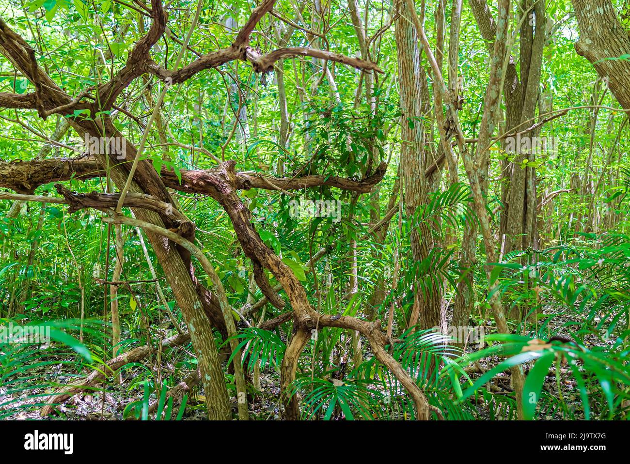 Zanzibar Jozani rain forest. Jozani-Chwaka Bay Conservation area ...