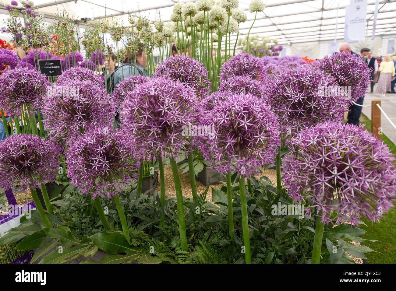 Chelsea Flower Show 2022 is open. Despite the thunderstorms It looks fantastic with all the ...