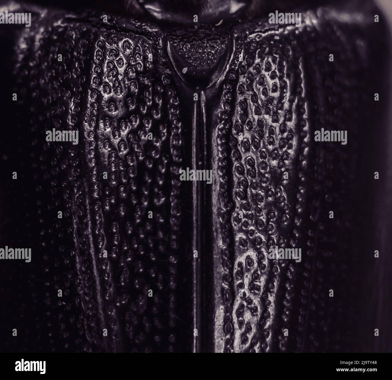 Abstract macro real nature photo background. Rhinoceros beetle insect ...