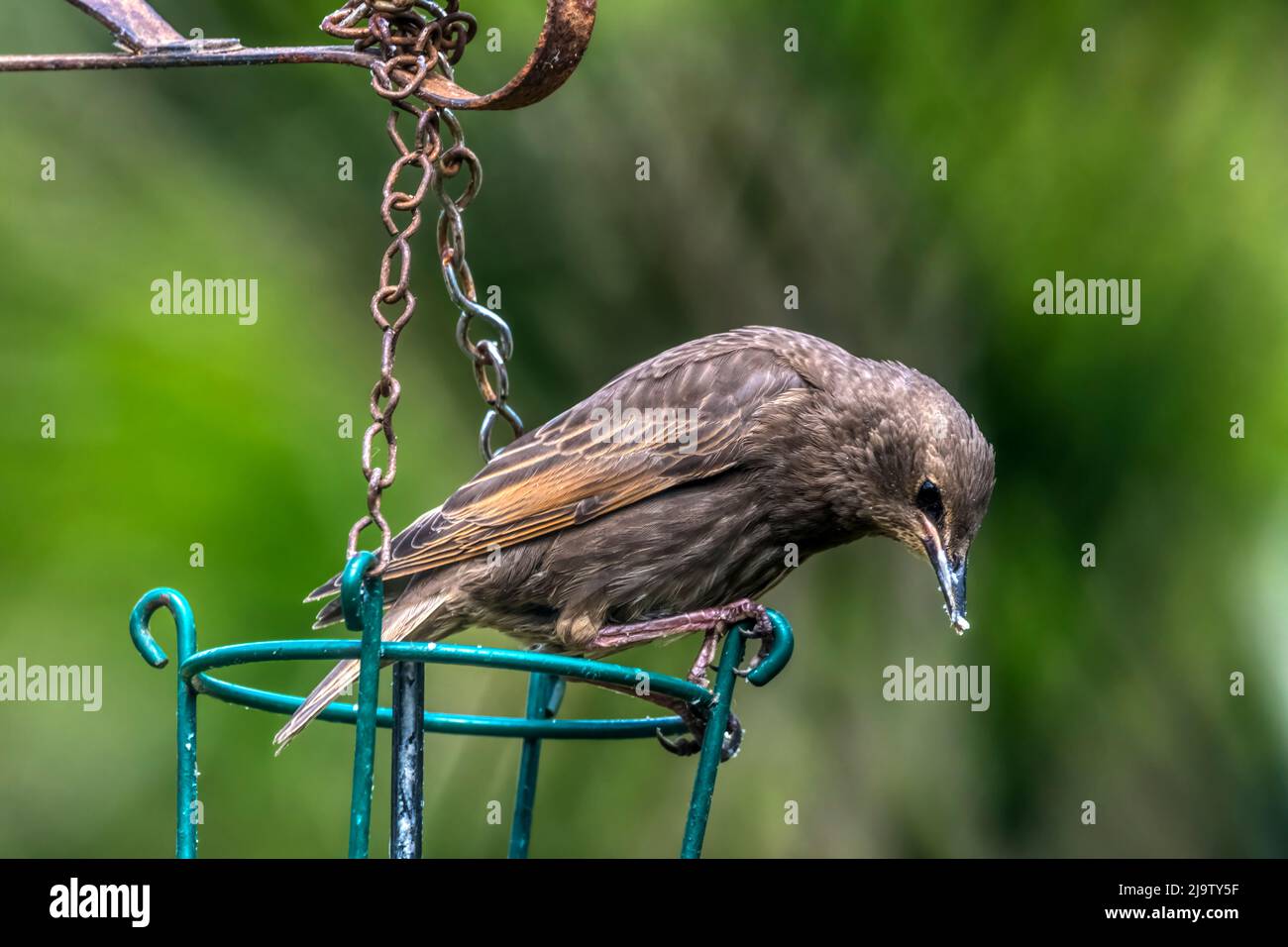 Juvenile starling hi-res stock photography and images - Alamy