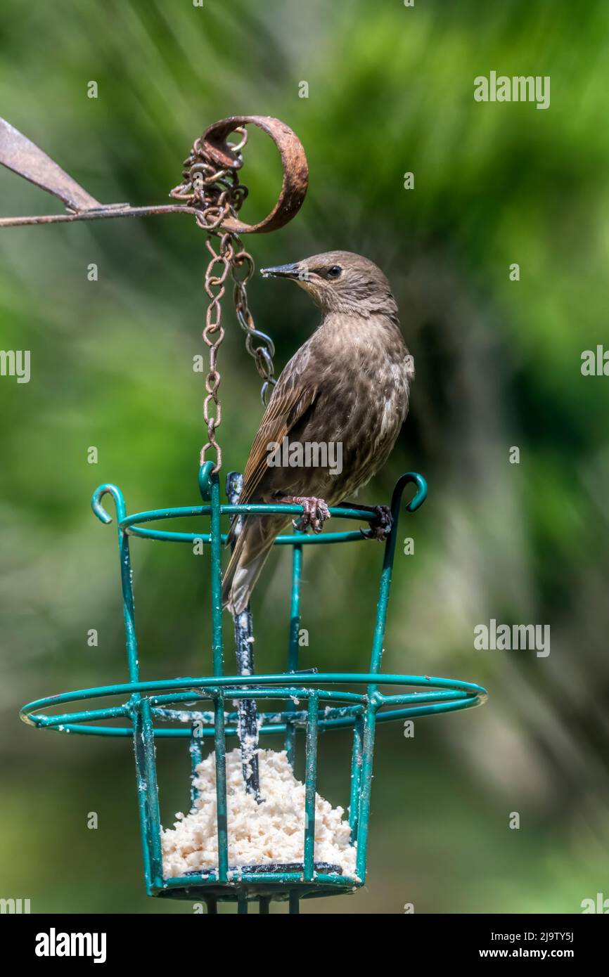 Juvenile starling hi-res stock photography and images - Alamy