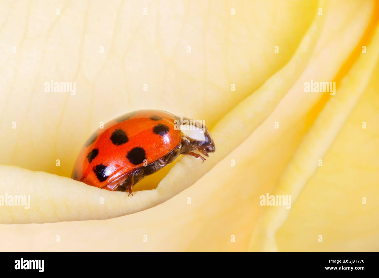 Ladybug on petal rose hi-res stock photography and images - Alamy