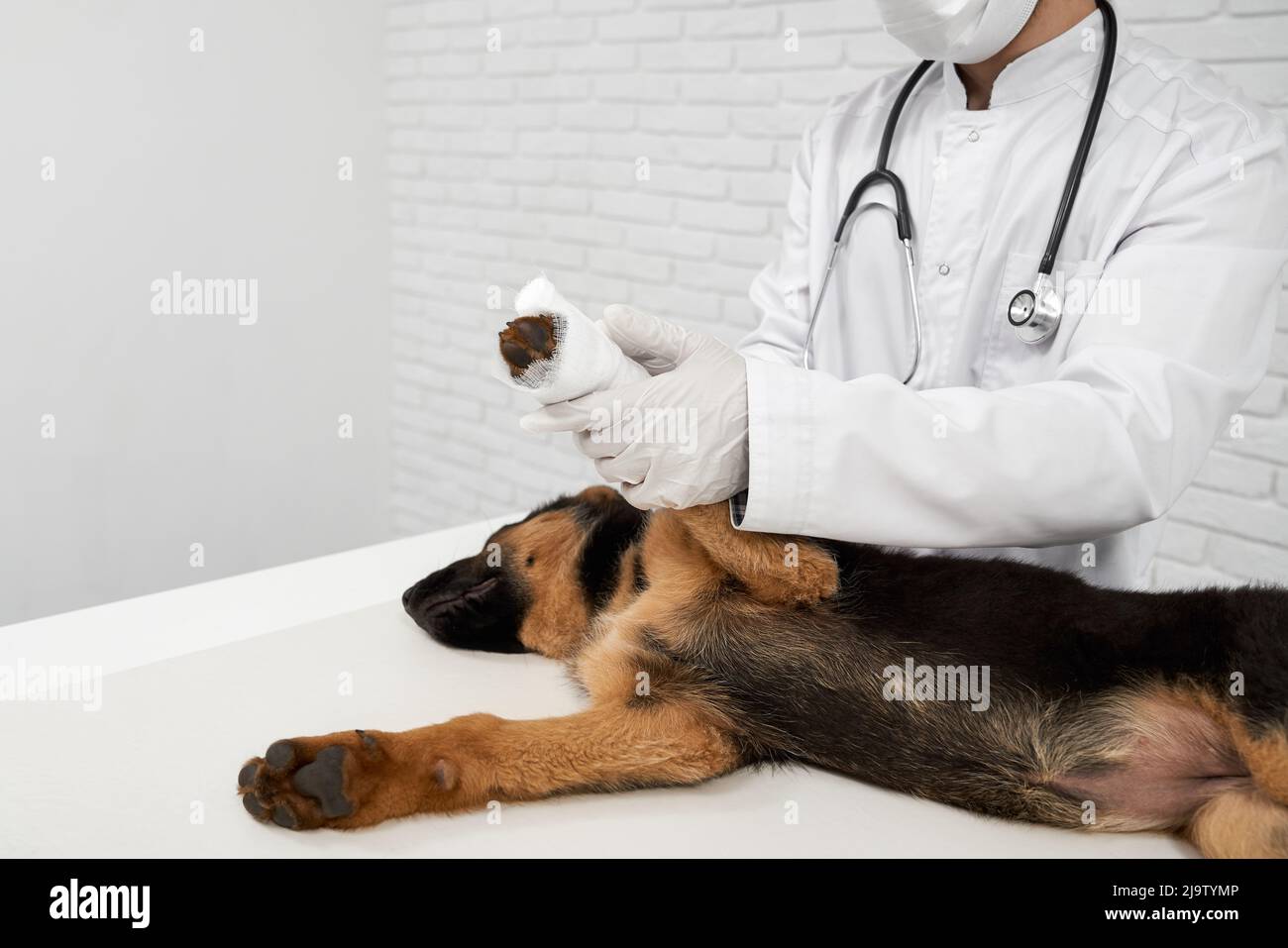 Side view of male vet in lab coat bandaging wounded body part of ...