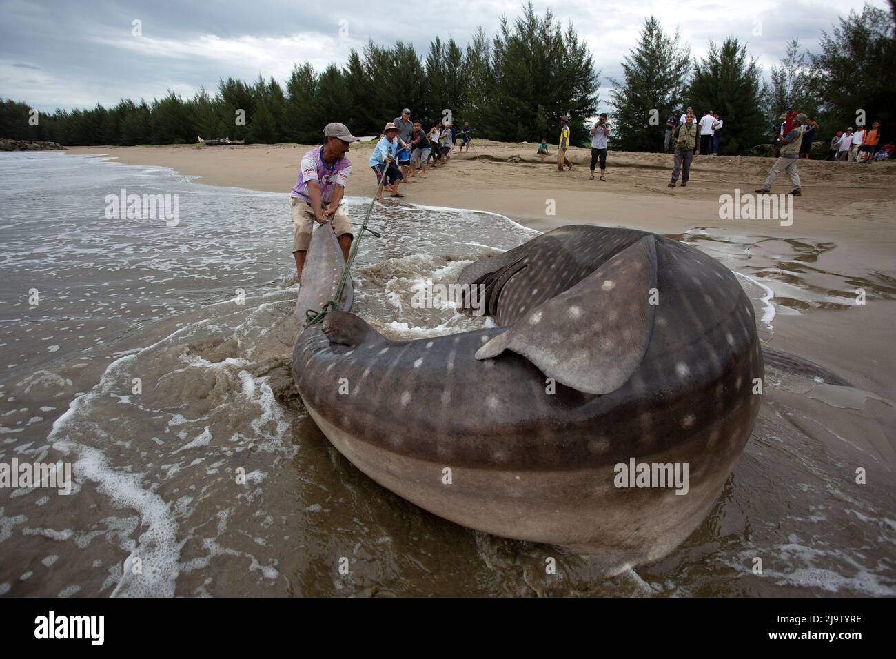 Dead whale shark hi-res stock photography and images - Alamy
