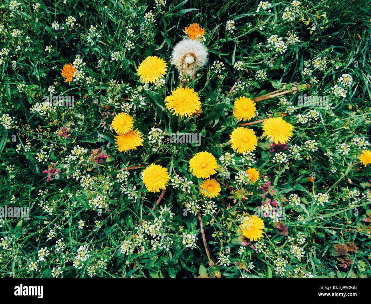 Dandelions in spring meadow, top view image of wildflowers Stock Photo ...