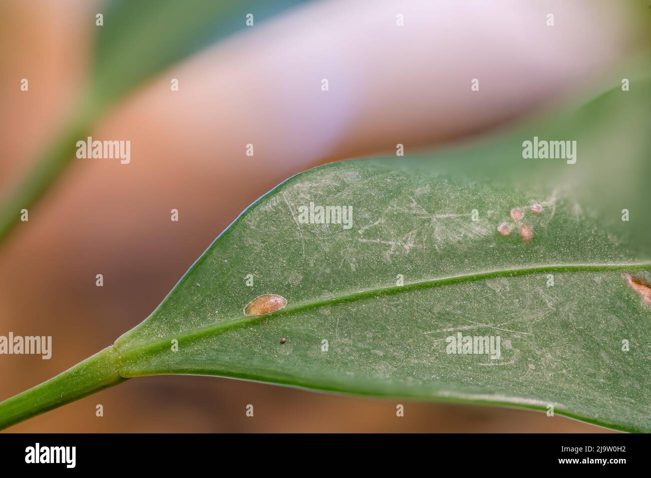Focus on a single pest scale insect on an indoor houseplant leaf Stock ...
